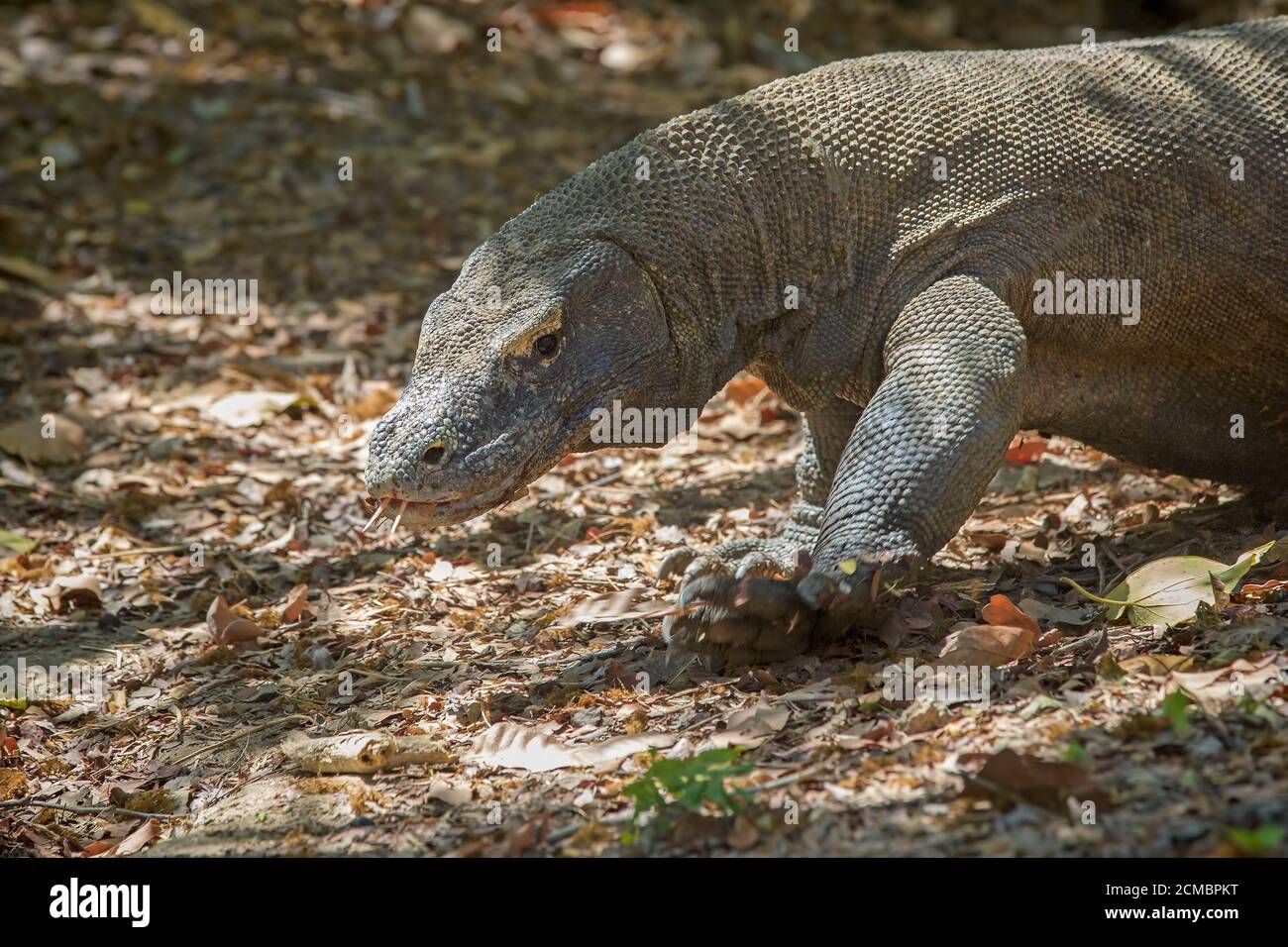 Scary komodo dragon hi-res stock photography and images - Alamy
