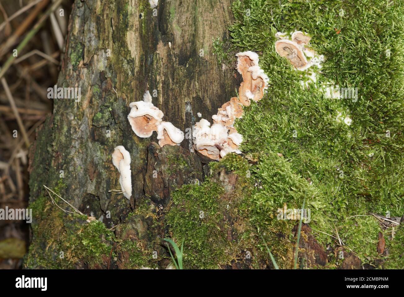 Tree fungi growing on trees photographed with the macro objective Stock ...