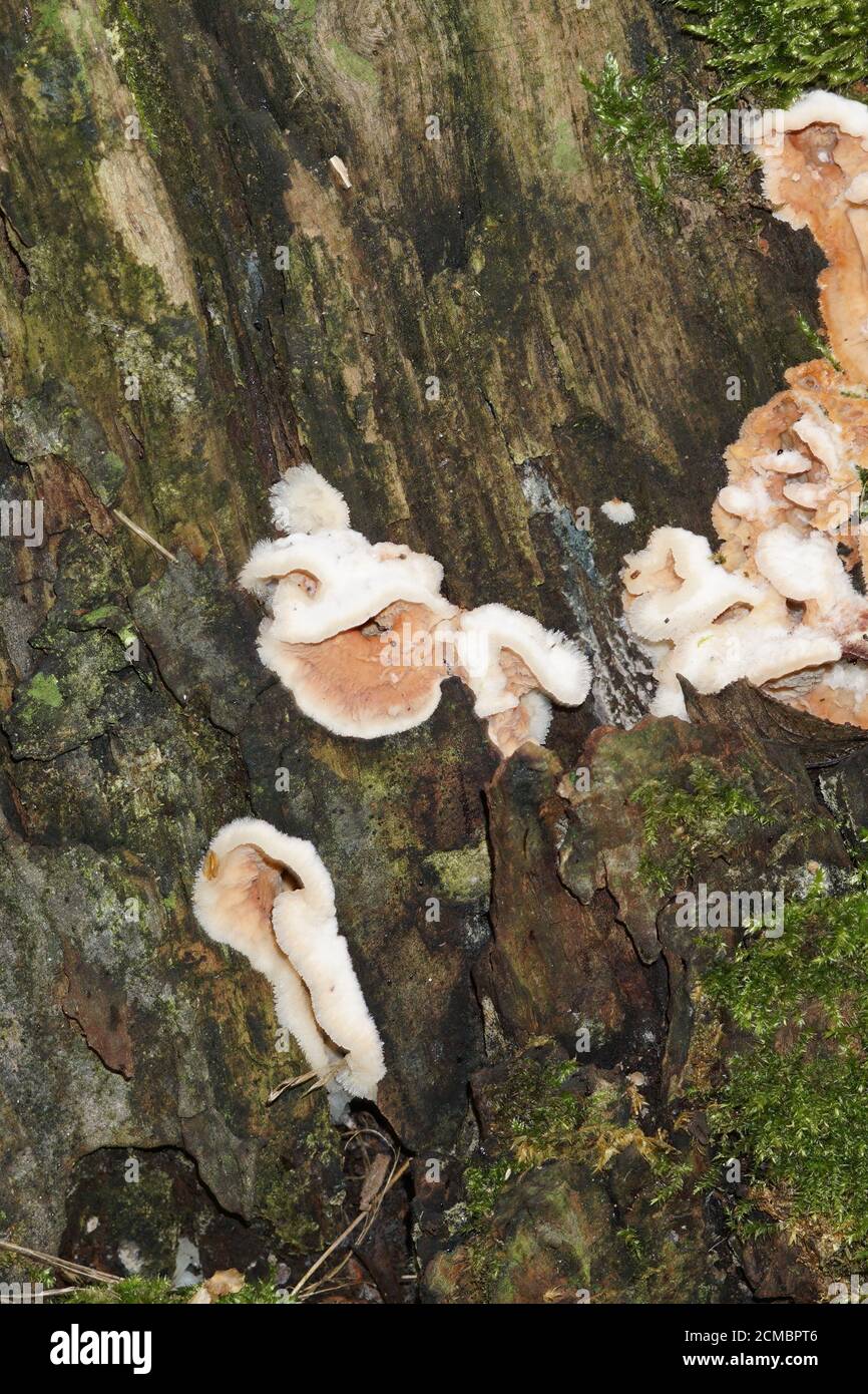 Tree fungi growing on trees photographed with the macro objective Stock ...
