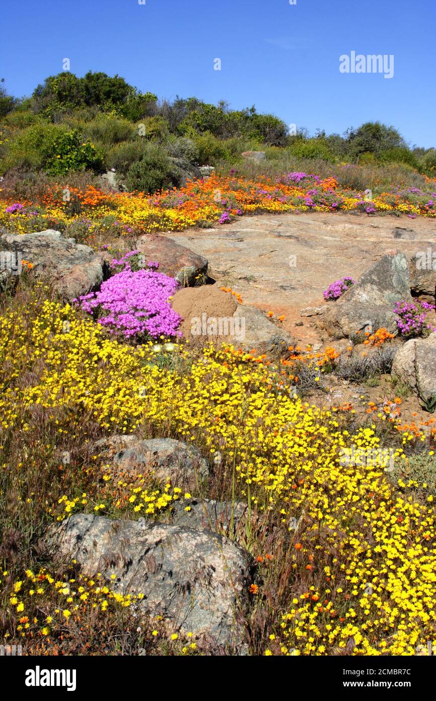 african animals and landscape Stock Photo - Alamy
