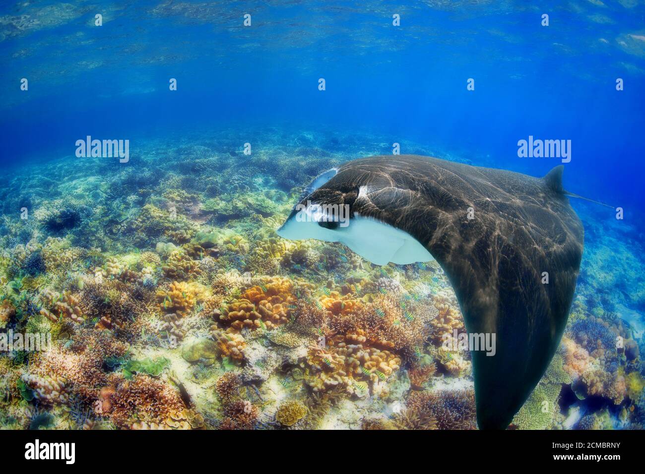 Large giant manta ray manta hi-res stock photography and images - Alamy
