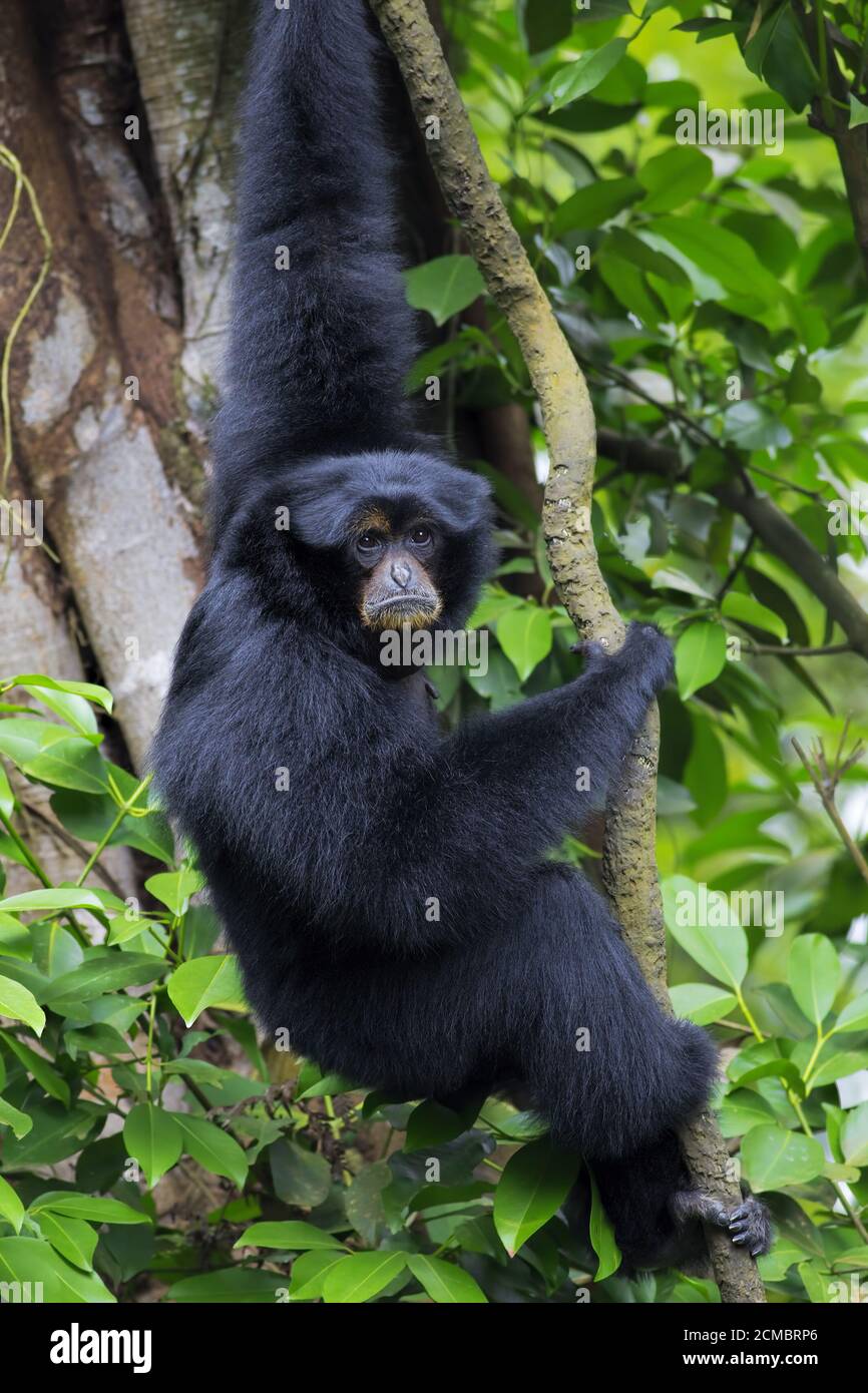 Siamang gibbon hi-res stock photography and images - Alamy
