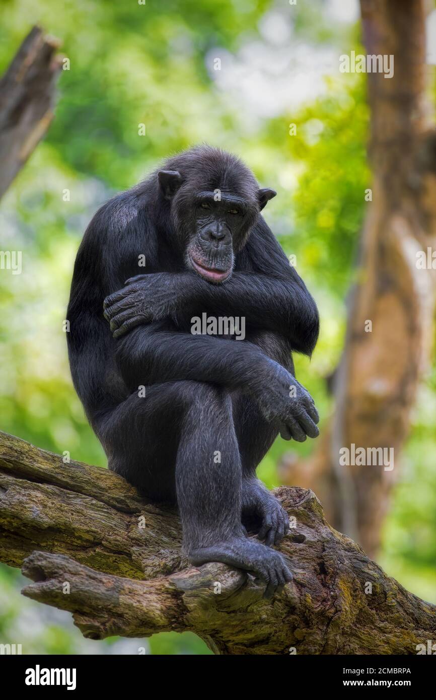 Common chimpanzee hi-res stock photography and images - Alamy