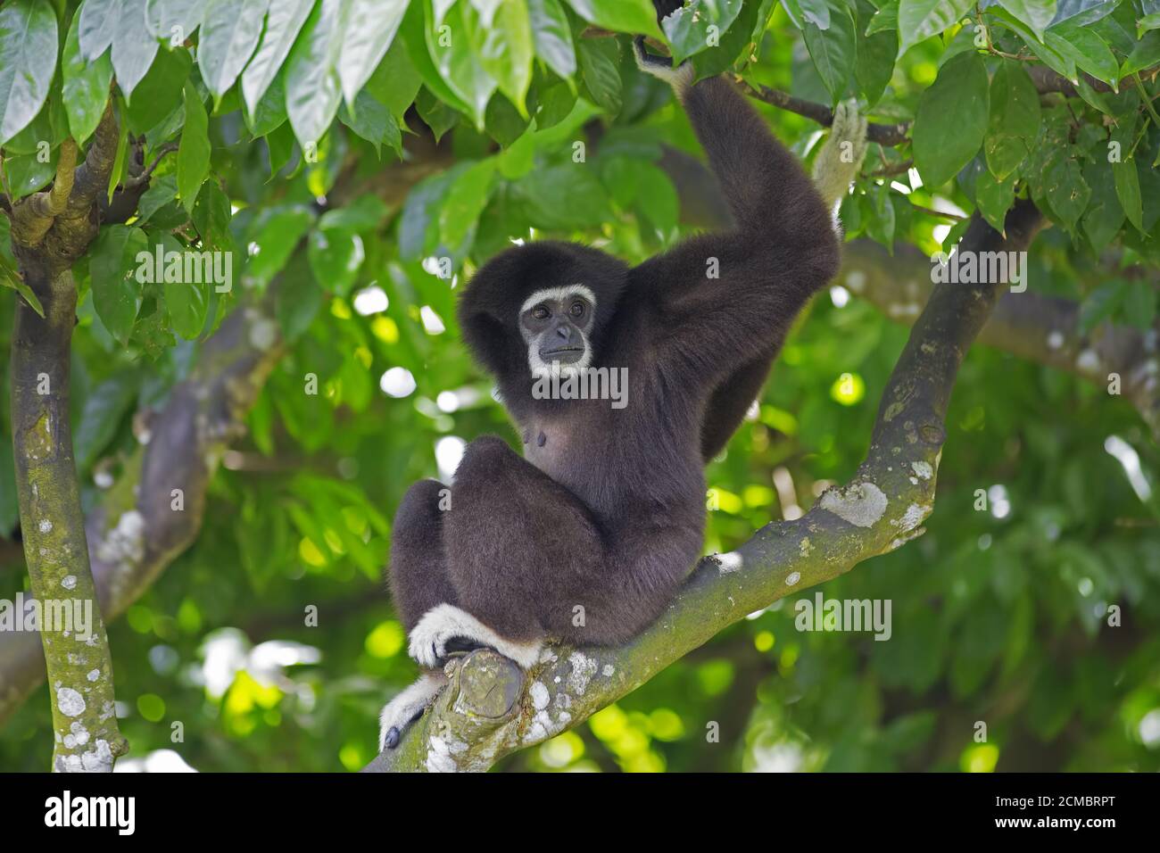 Monkey gibbon hi-res stock photography and images - Alamy