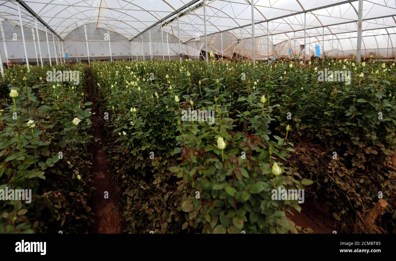 Greenhouse kenya africa hi-res stock photography and images - Alamy
