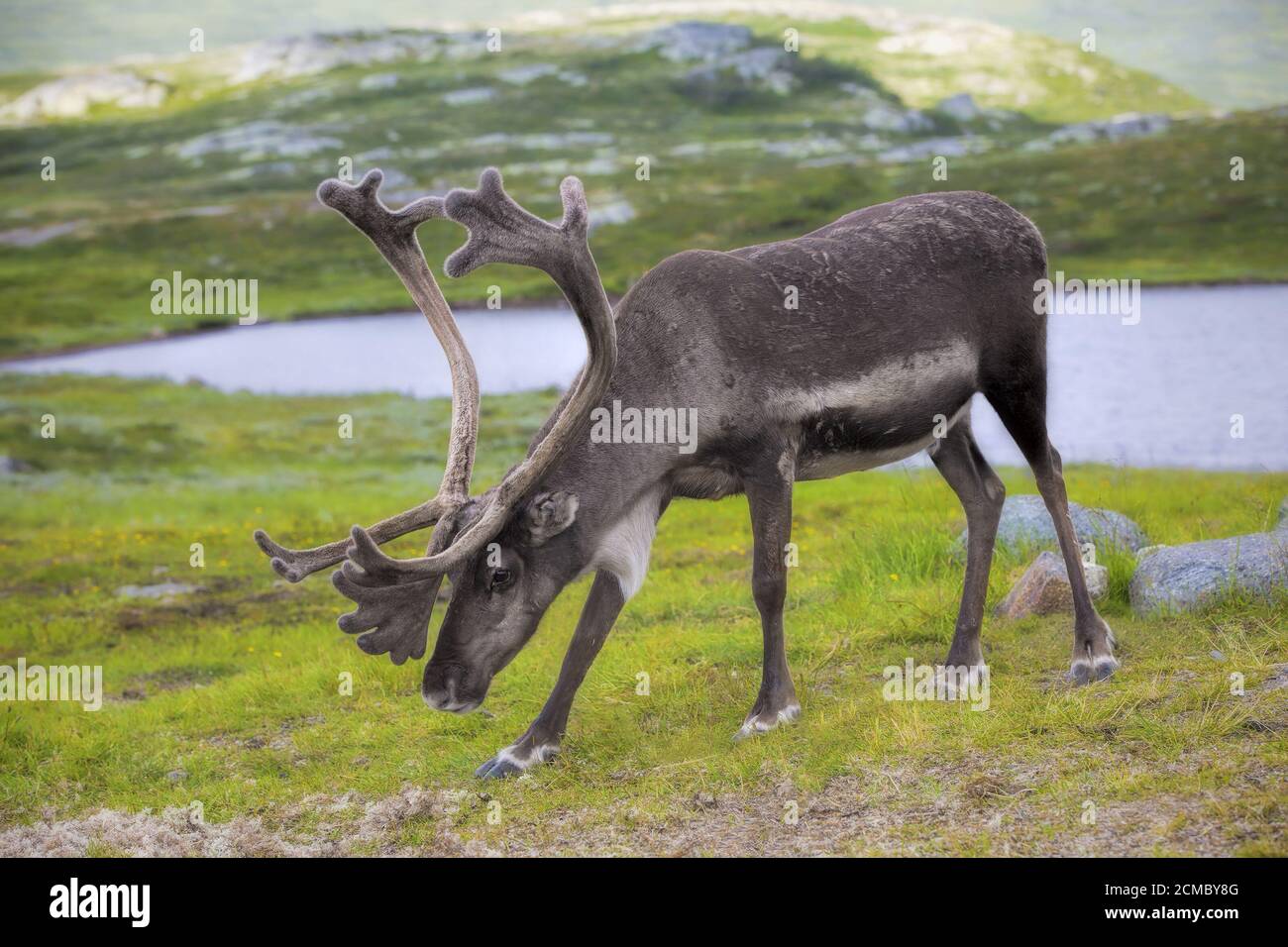 Reindeer stone hi-res stock photography and images - Alamy