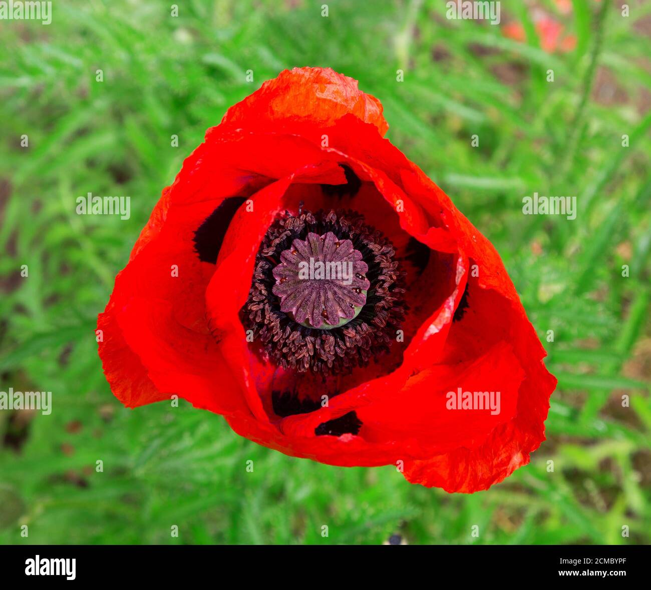 Decorativ garden hi-res stock photography and images - Alamy
