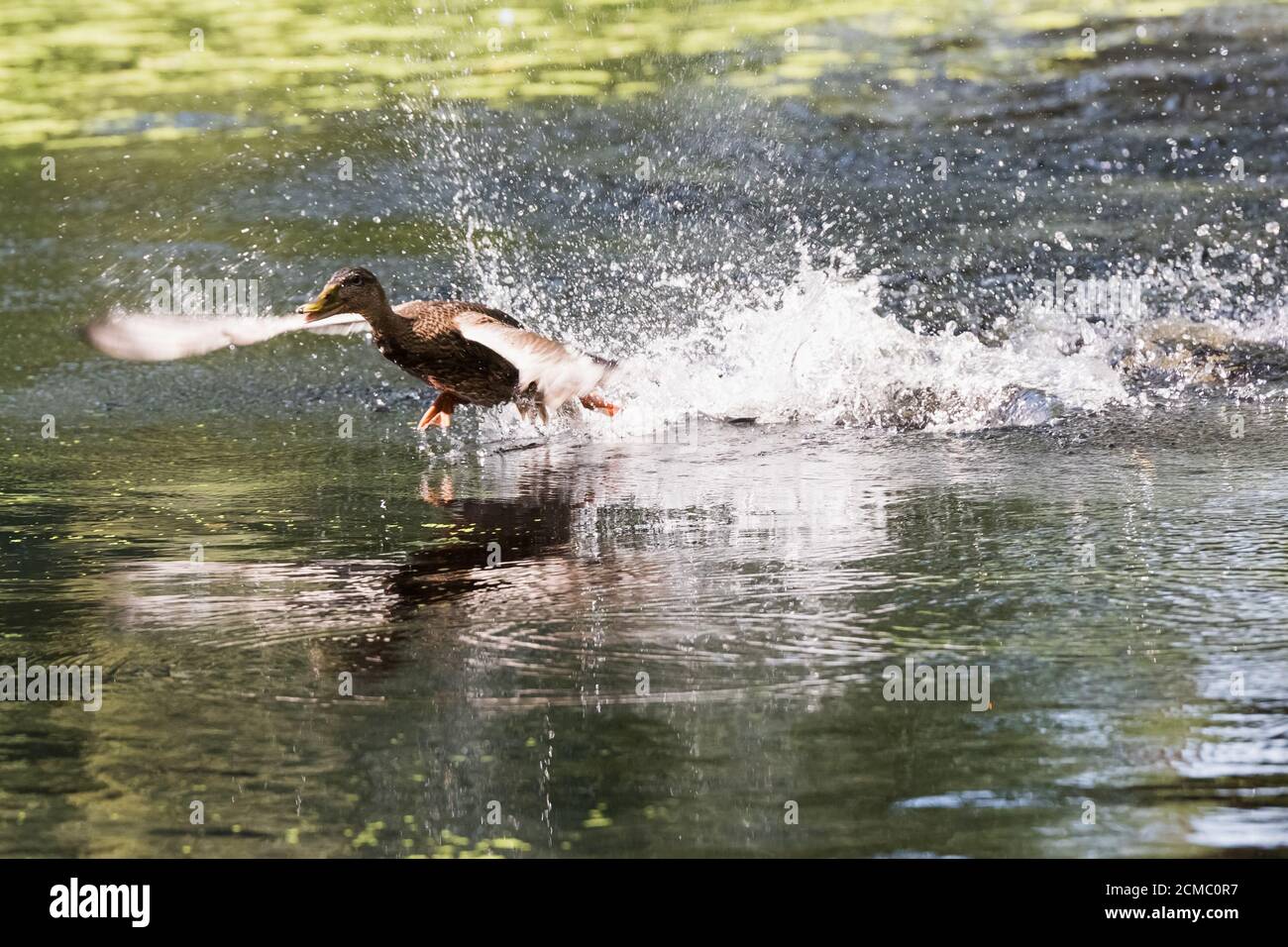 duck takes off Stock Photo - Alamy