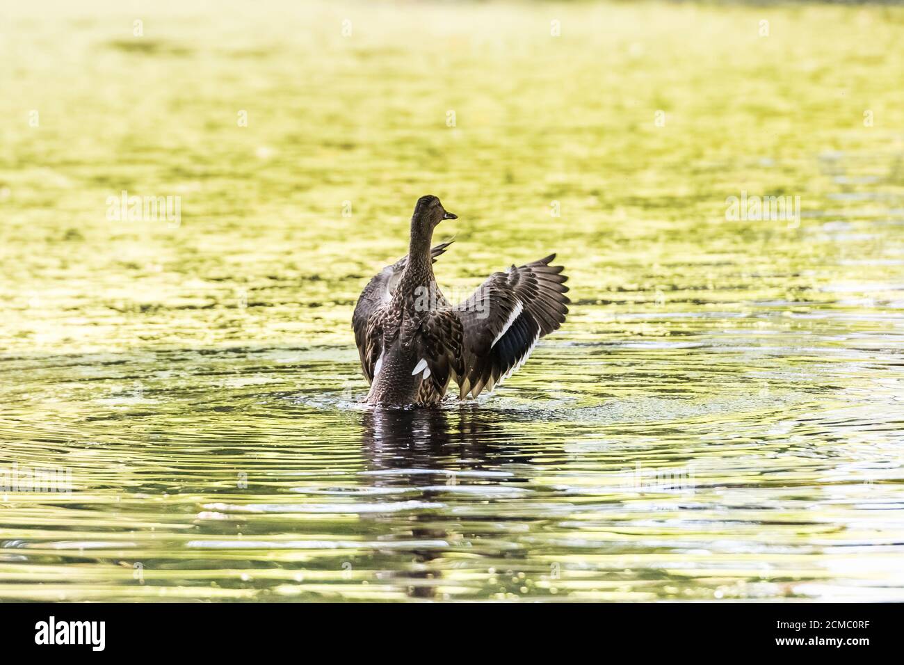 duck takes off Stock Photo - Alamy