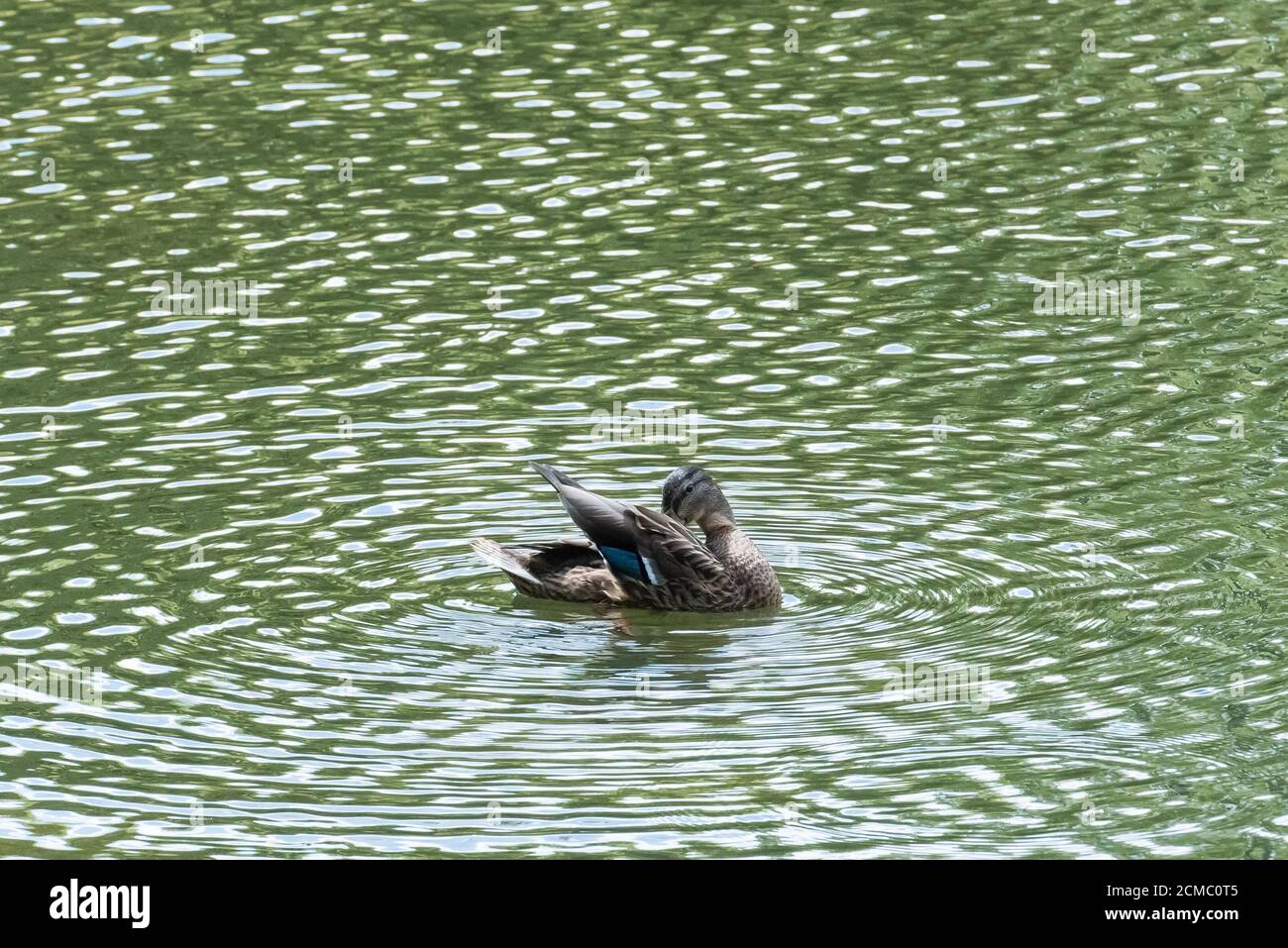 duck takes off Stock Photo - Alamy