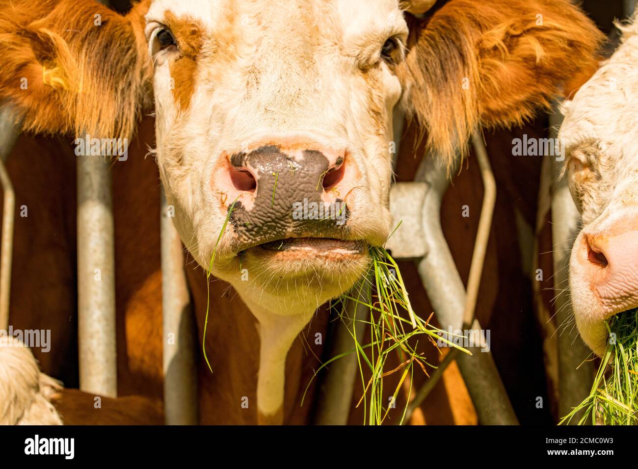 Red angus heifer portrait hi-res stock photography and images - Alamy