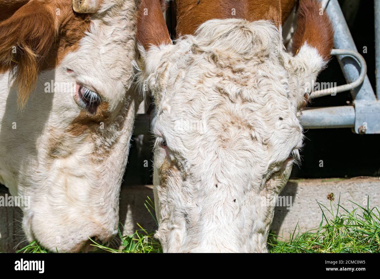 Cow eats fresh grass from the grids of the cow barn Stock Photo - Alamy