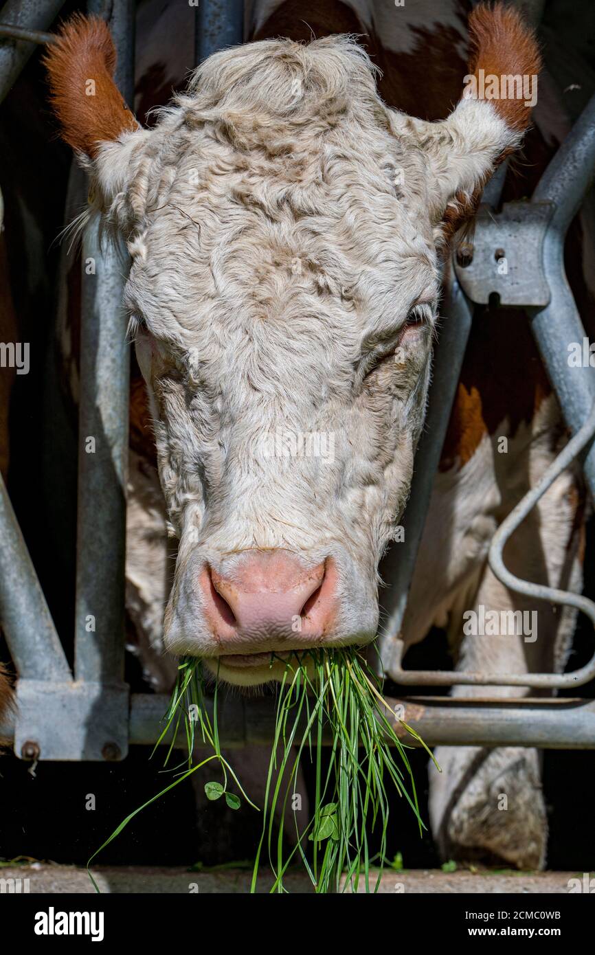 Red angus heifer portrait hi-res stock photography and images - Alamy