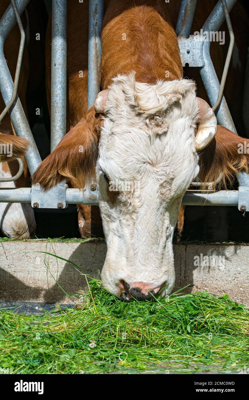 Red angus beef cattle portrait hi-res stock photography and images - Alamy