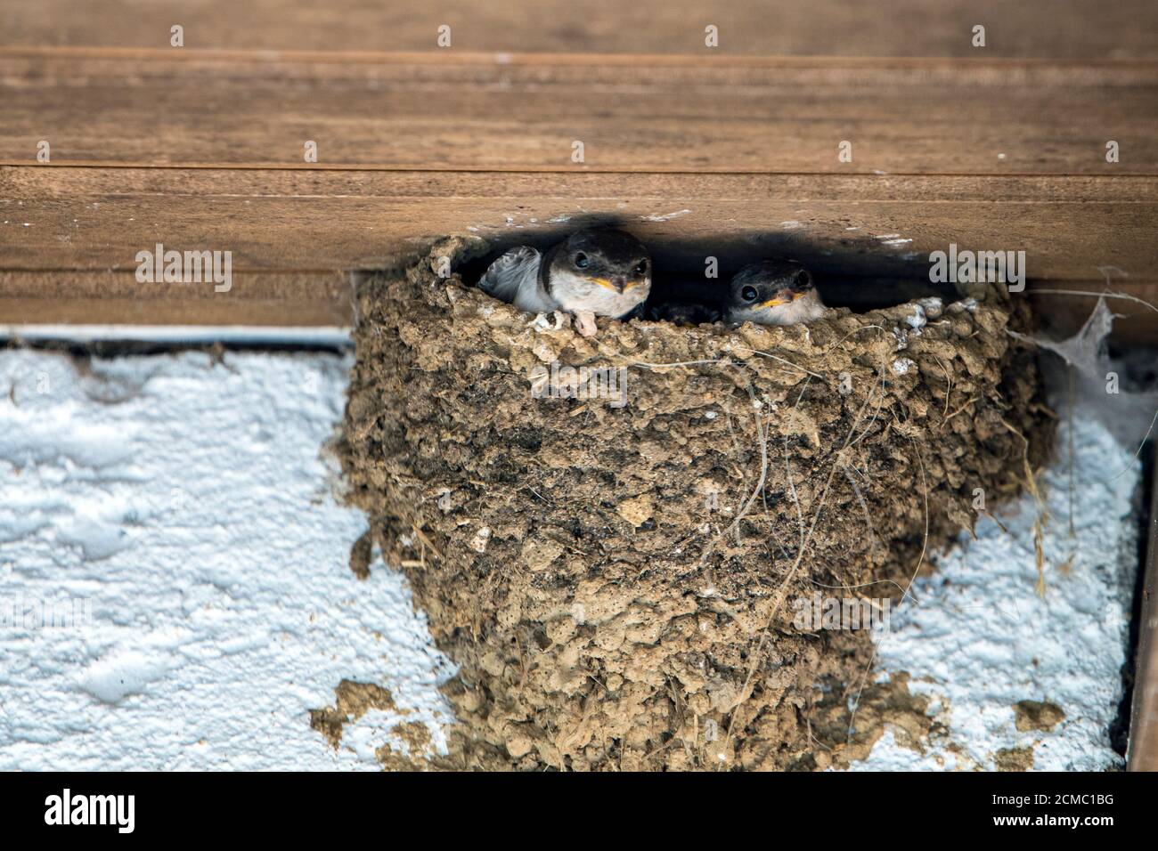 Young baby swallows in nest Stock Photo - Alamy