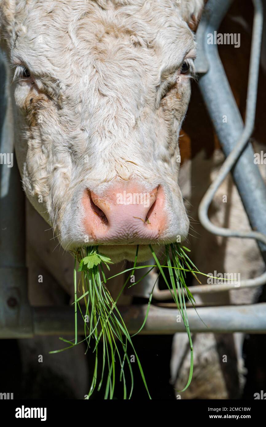 Red angus heifer portrait hi-res stock photography and images - Alamy