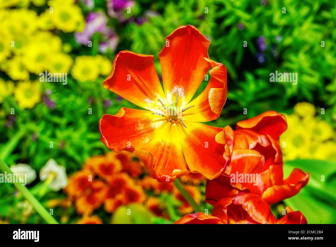 The flowers are beautiful and refreshing on a nature background Stock ...