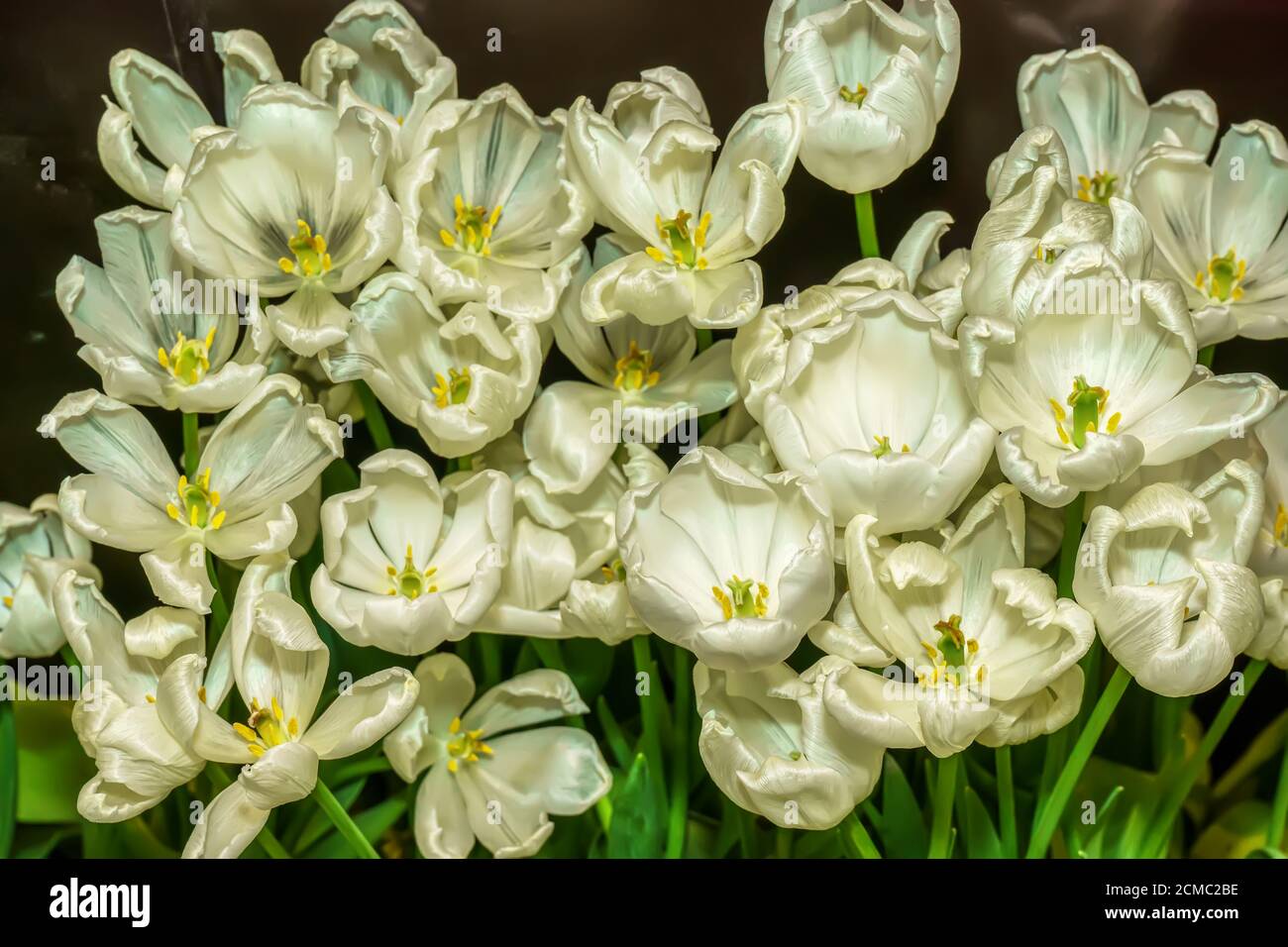 White tulip prominent and beautiful in the garden Stock Photo - Alamy