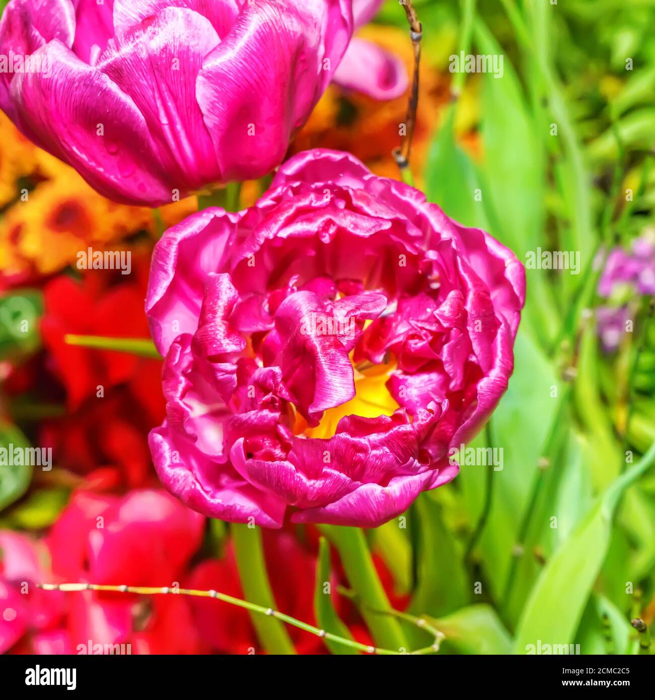 The flowers are beautiful and refreshing on a nature background Stock ...