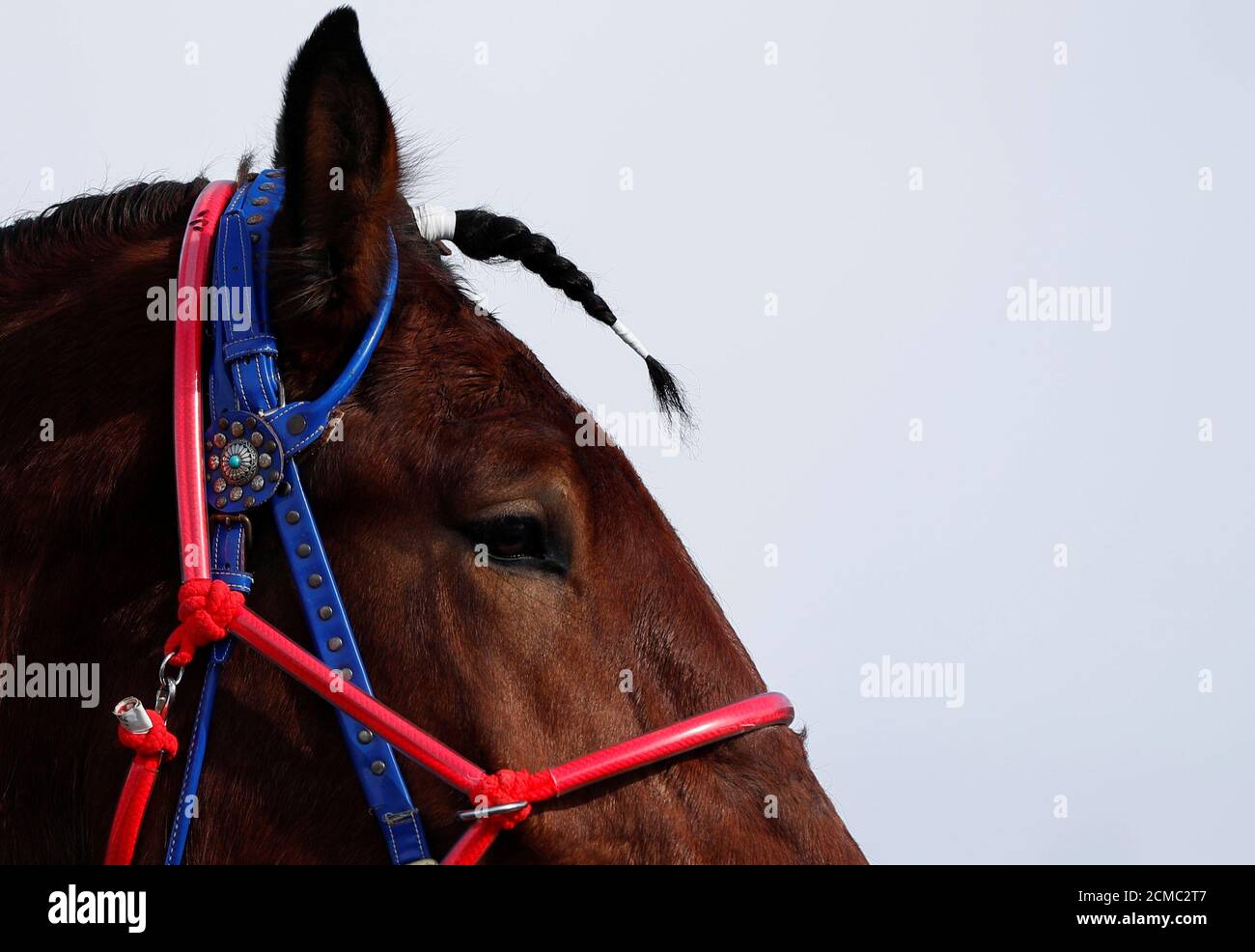 Farmhorse hi-res stock photography and images - Alamy