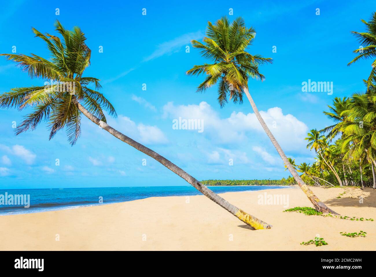Palm Ocean Sky Stock Photo - Alamy
