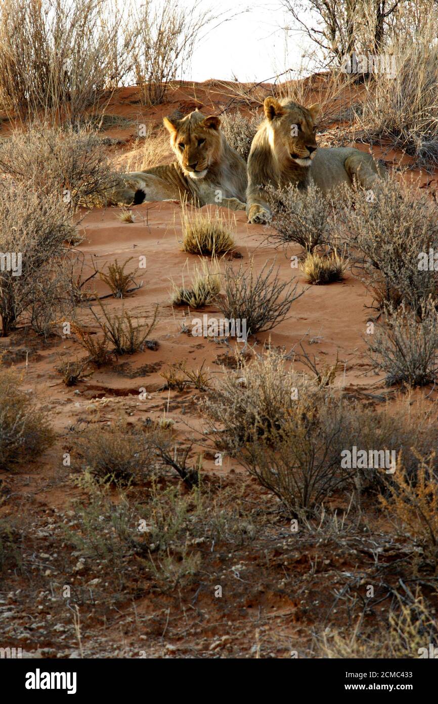 african animals and landscape Stock Photo - Alamy