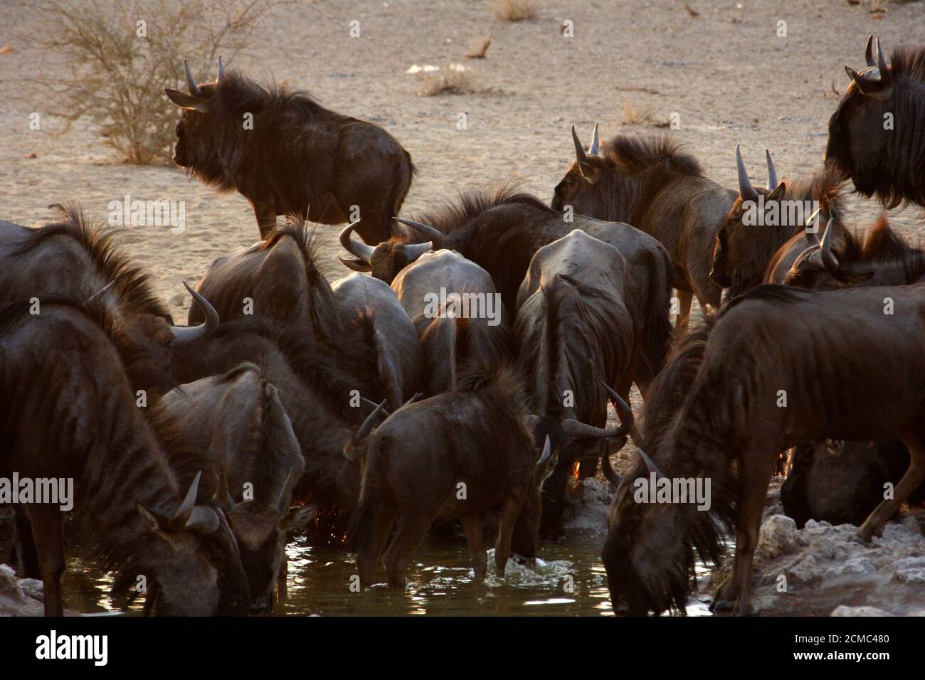 african animals and landscape Stock Photo - Alamy