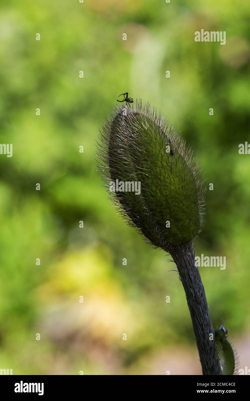 Poppy spider hi-res stock photography and images - Alamy