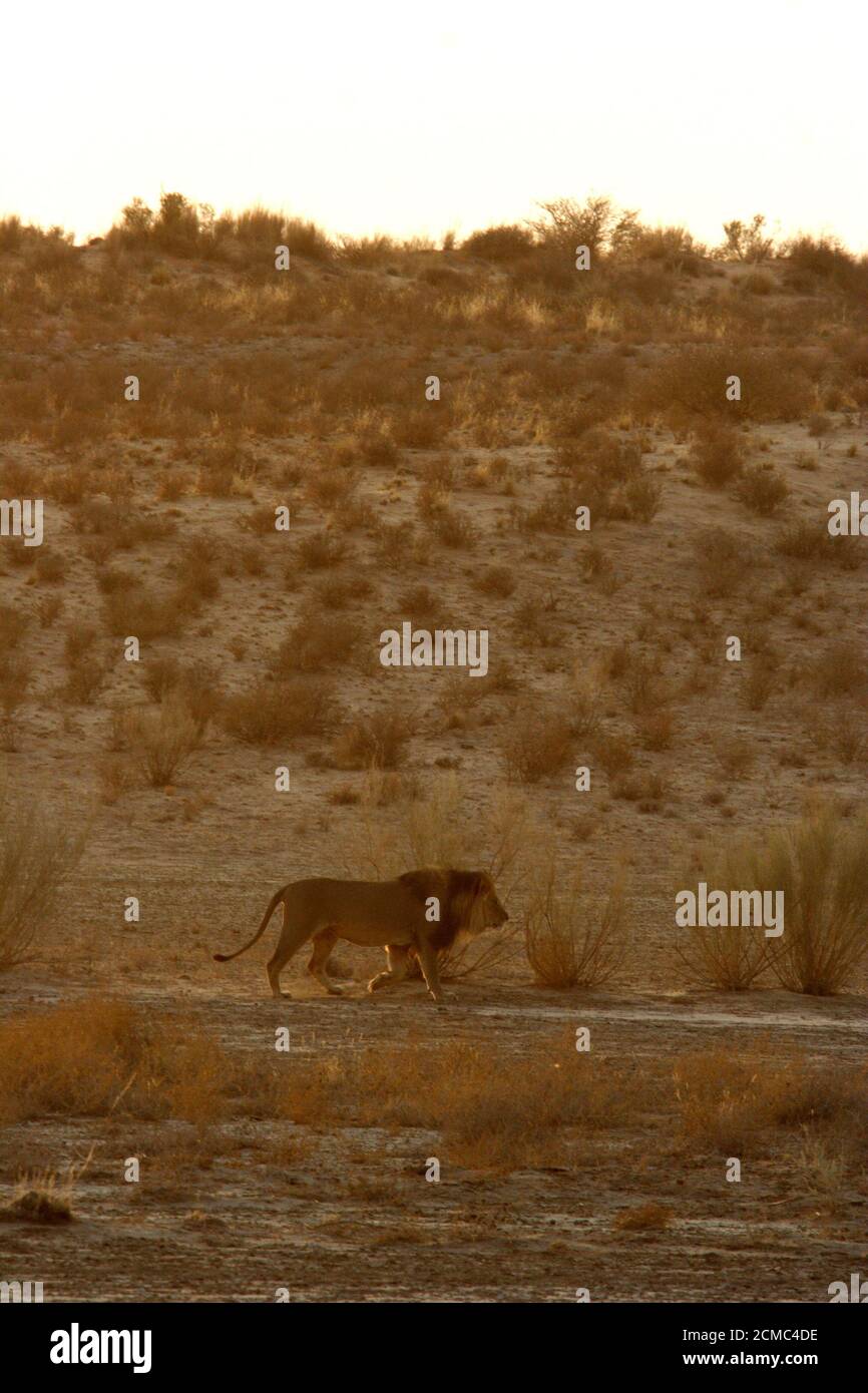 african animals and landscape Stock Photo - Alamy
