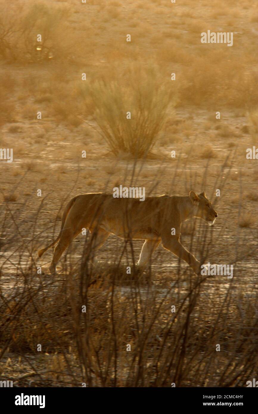 african animals and landscape Stock Photo - Alamy
