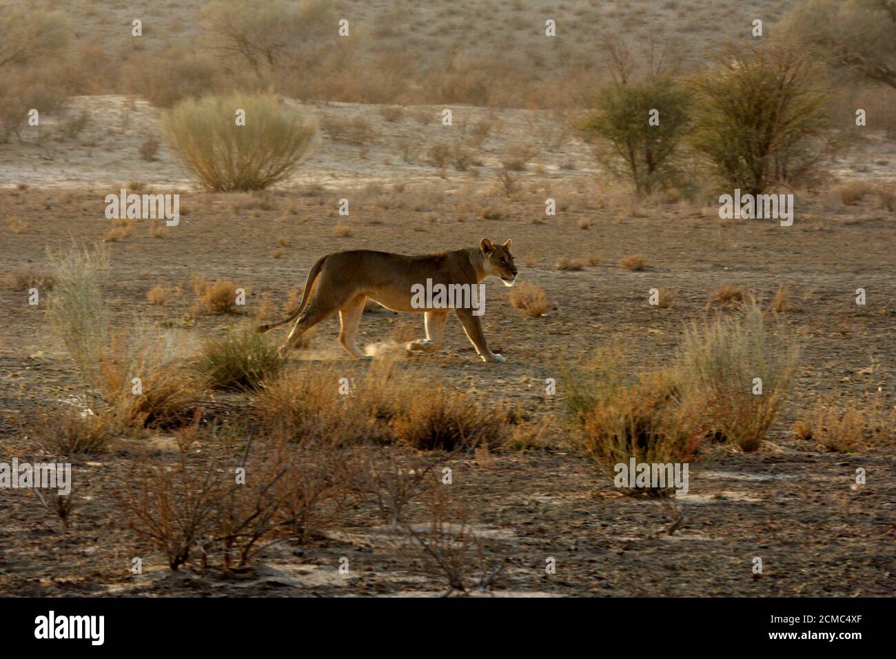 african animals and landscape Stock Photo - Alamy