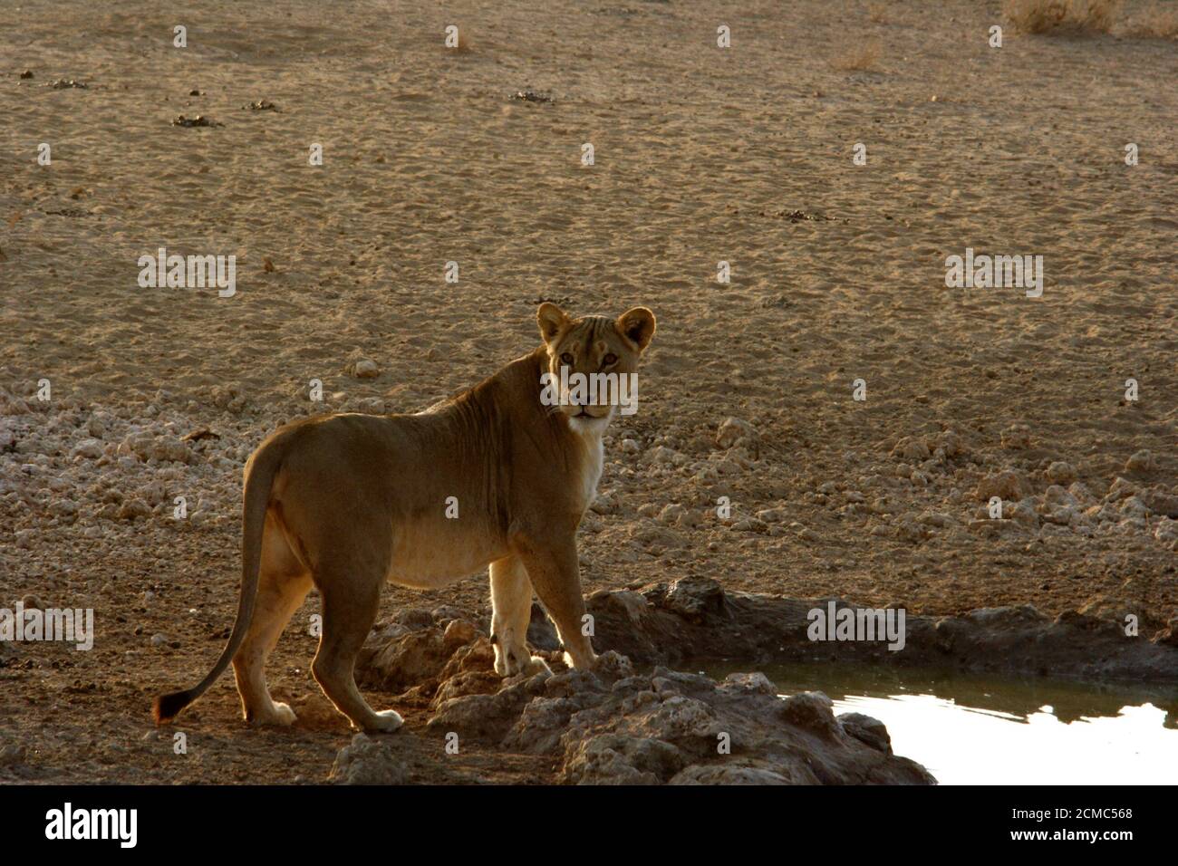 african animals and landscape Stock Photo - Alamy
