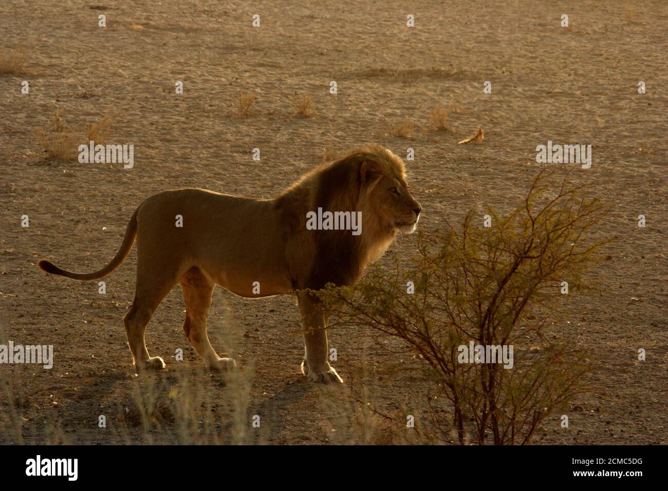 african animals and landscape Stock Photo - Alamy