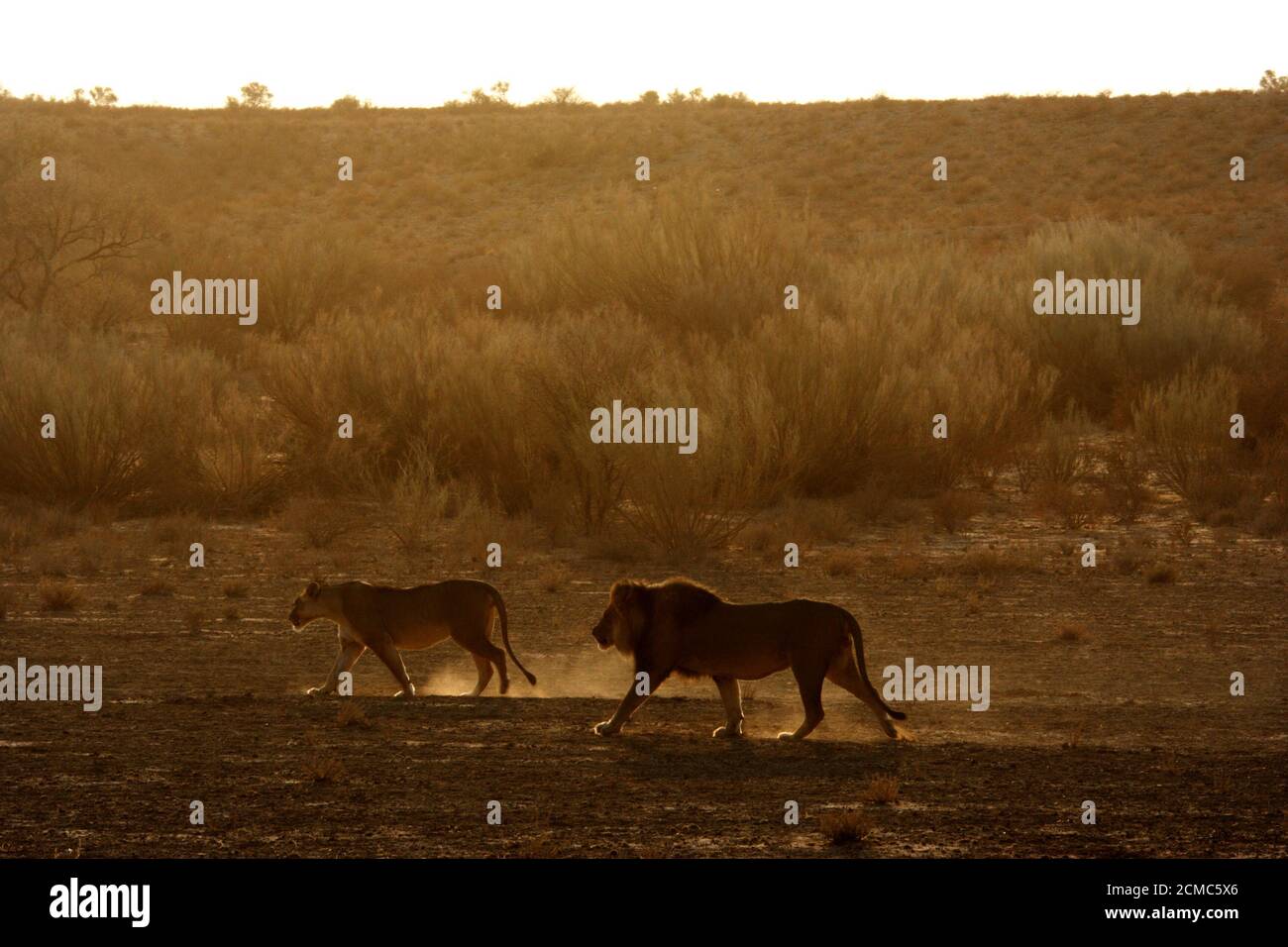 african animals and landscape Stock Photo - Alamy