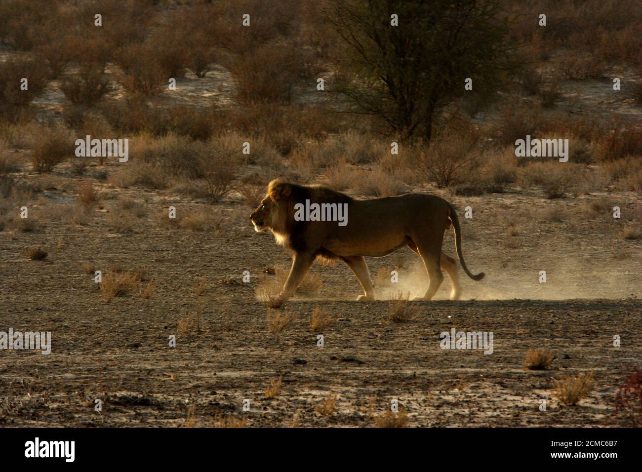 african animals and landscape Stock Photo - Alamy