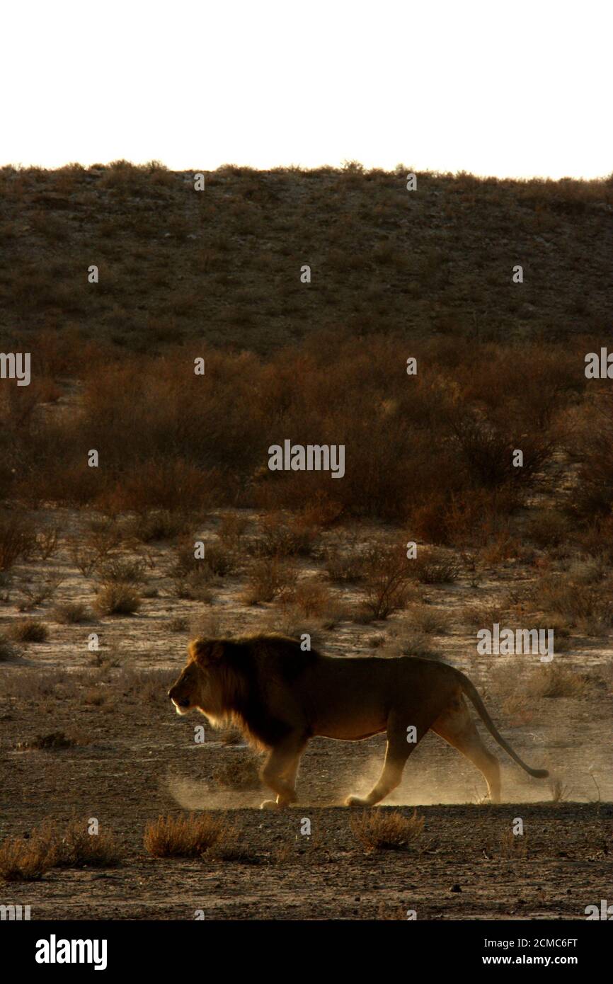 african animals and landscape Stock Photo - Alamy