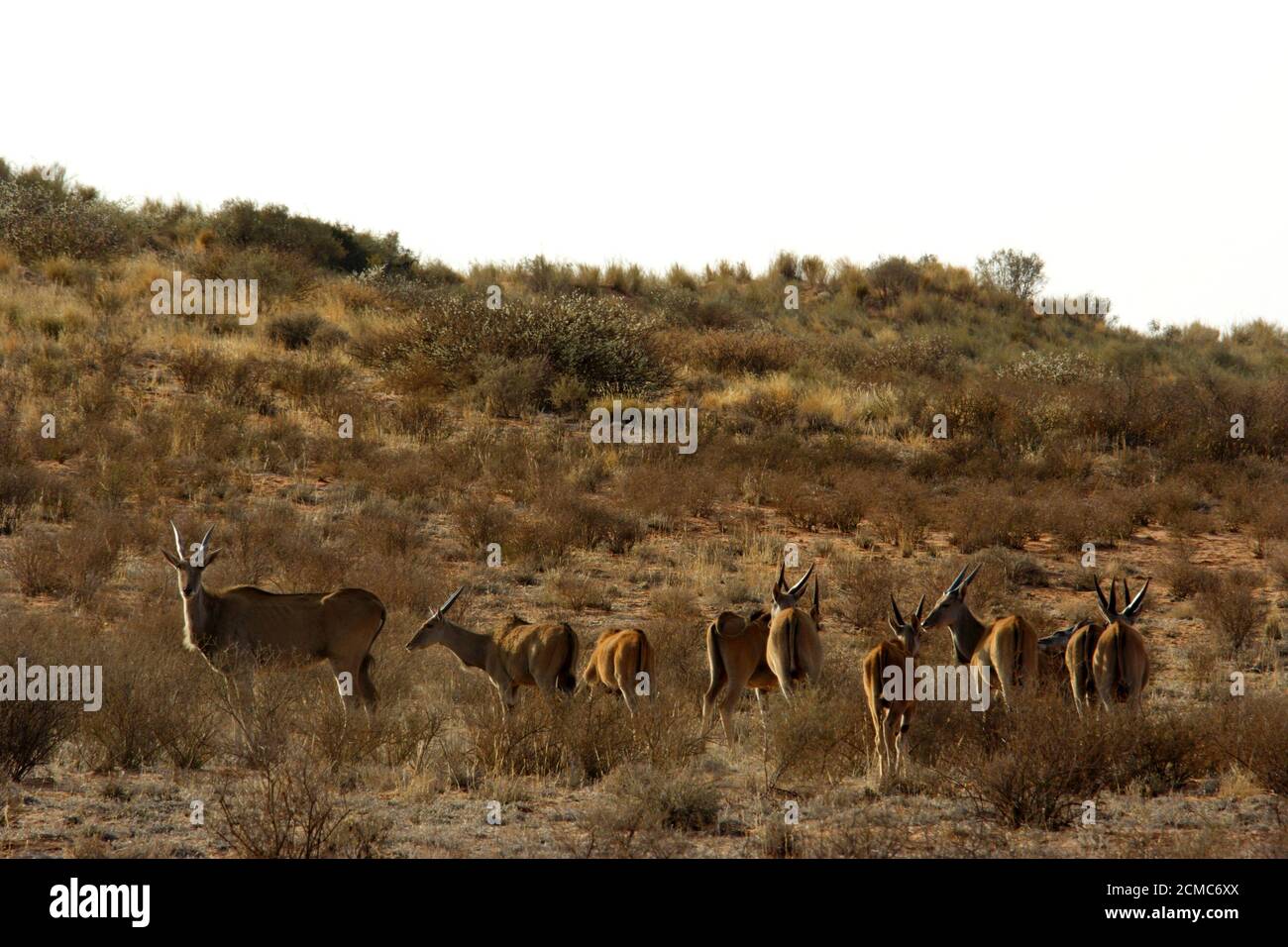 african animals and landscape Stock Photo - Alamy