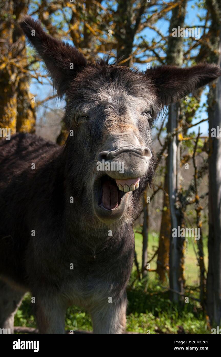 View a donkey yawning Stock Photo - Alamy
