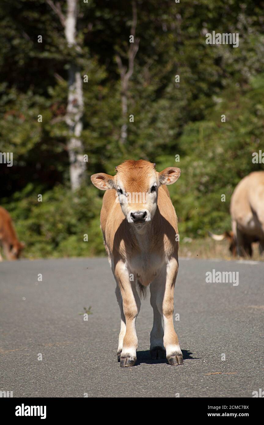 Small calf in the middle of a mountain road Stock Photo - Alamy