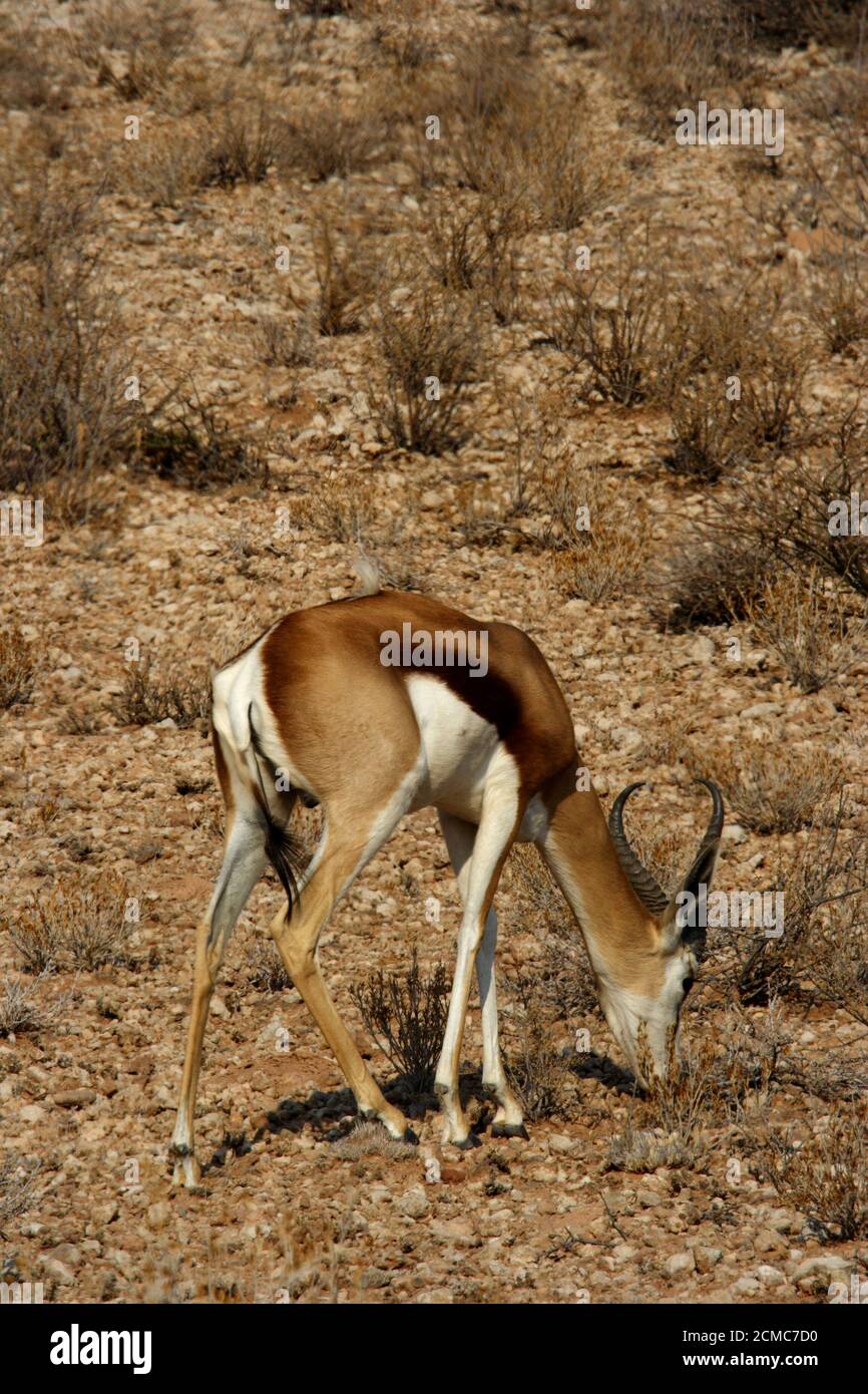 african animals and landscape Stock Photo - Alamy