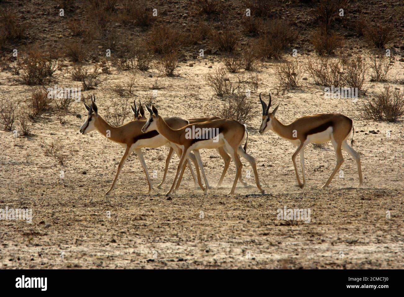 african animals and landscape Stock Photo - Alamy