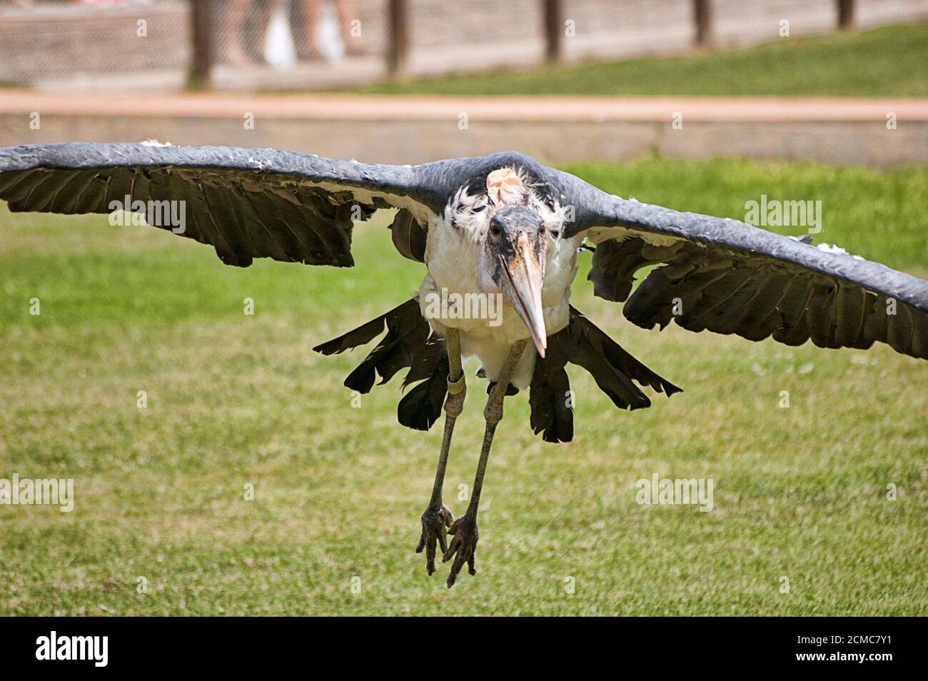 Marabou Stork (Leptoptilos stork) in a exhibition of birds Stock Photo ...