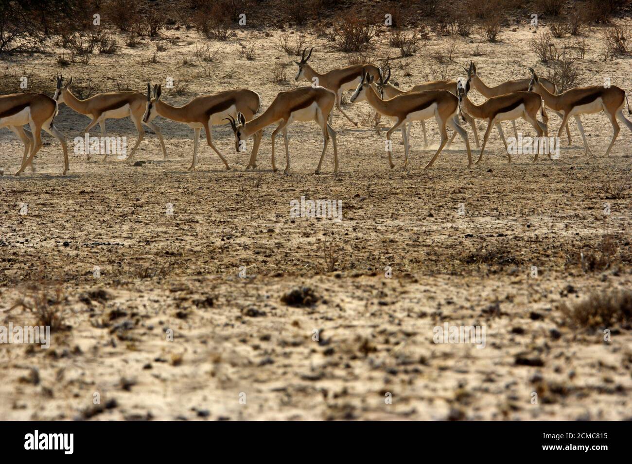 african animals and landscape Stock Photo - Alamy