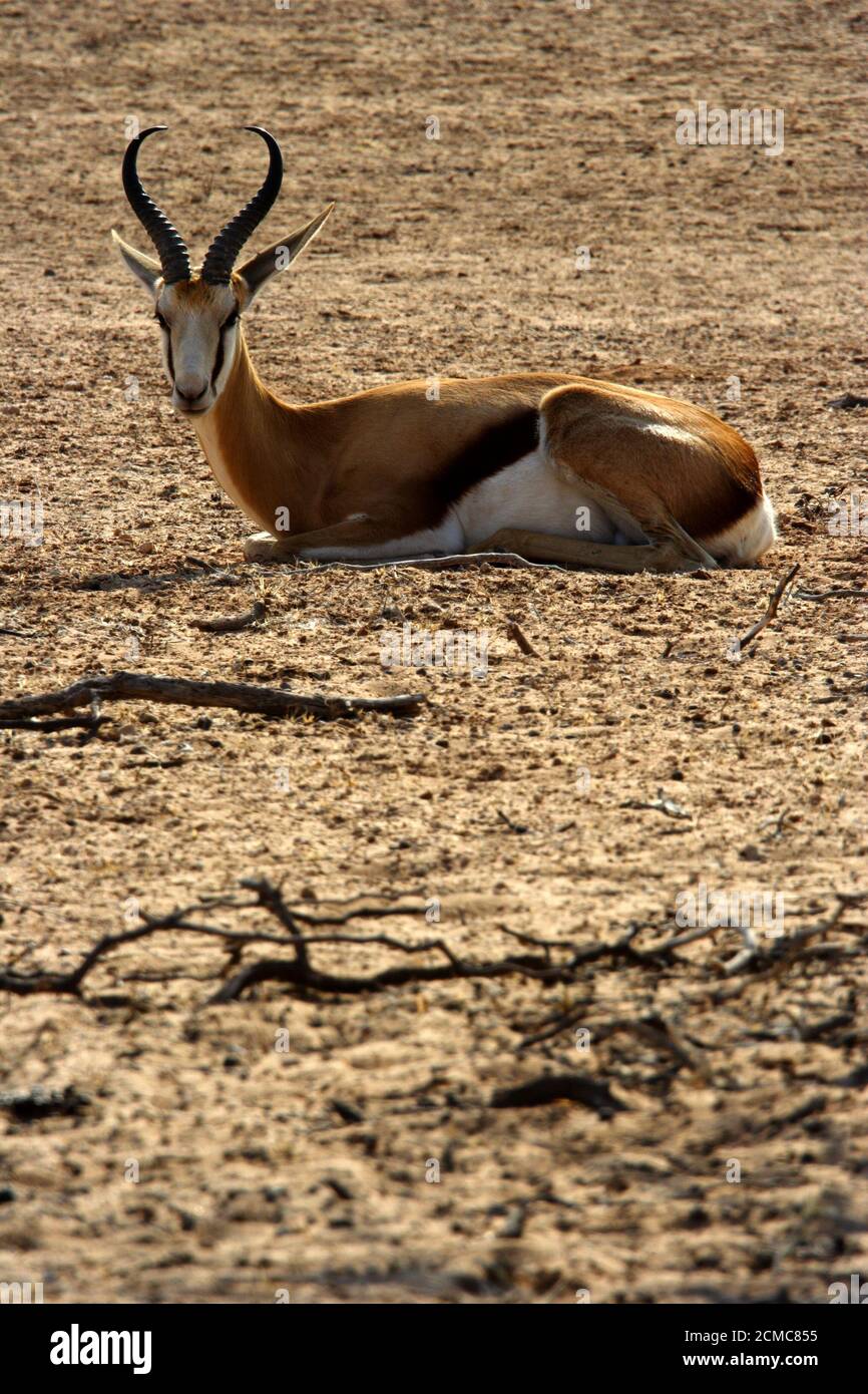 african animals and landscape Stock Photo - Alamy