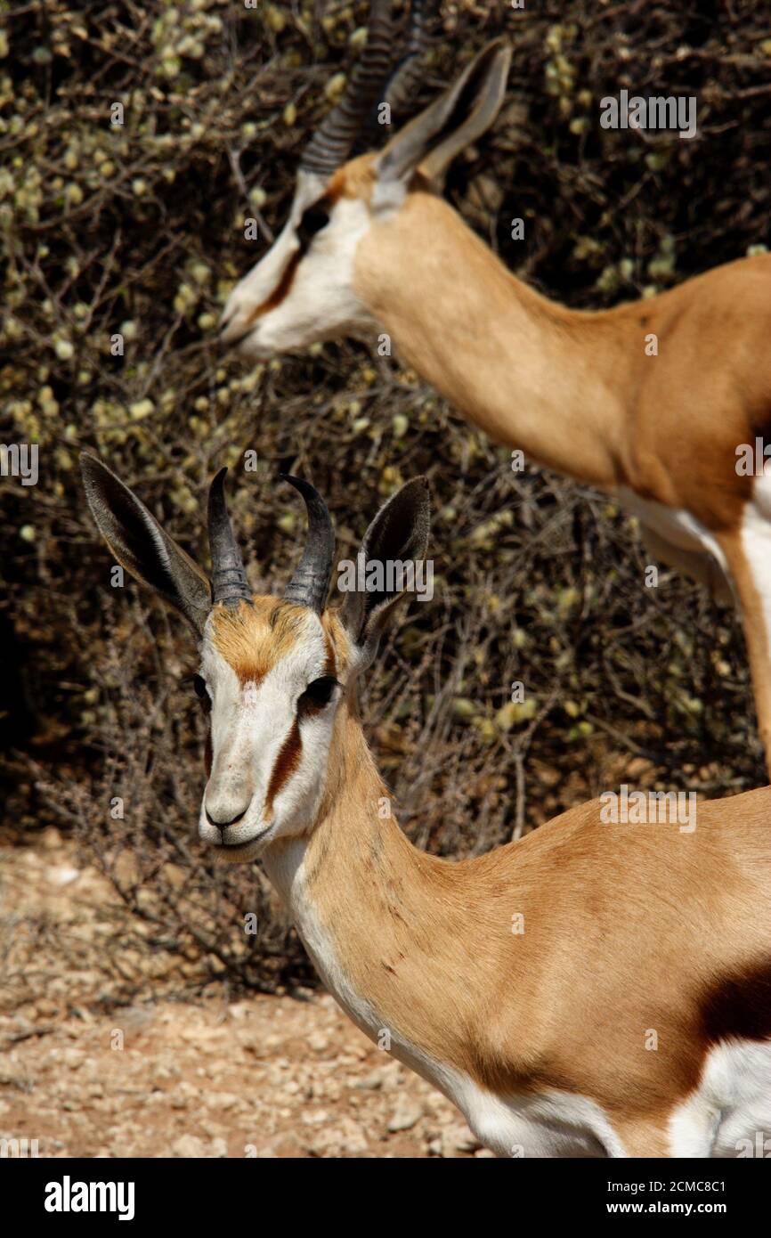 african animals and landscape Stock Photo - Alamy