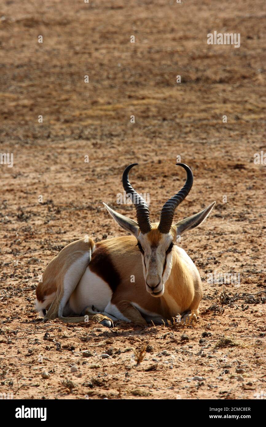 african animals and landscape Stock Photo - Alamy