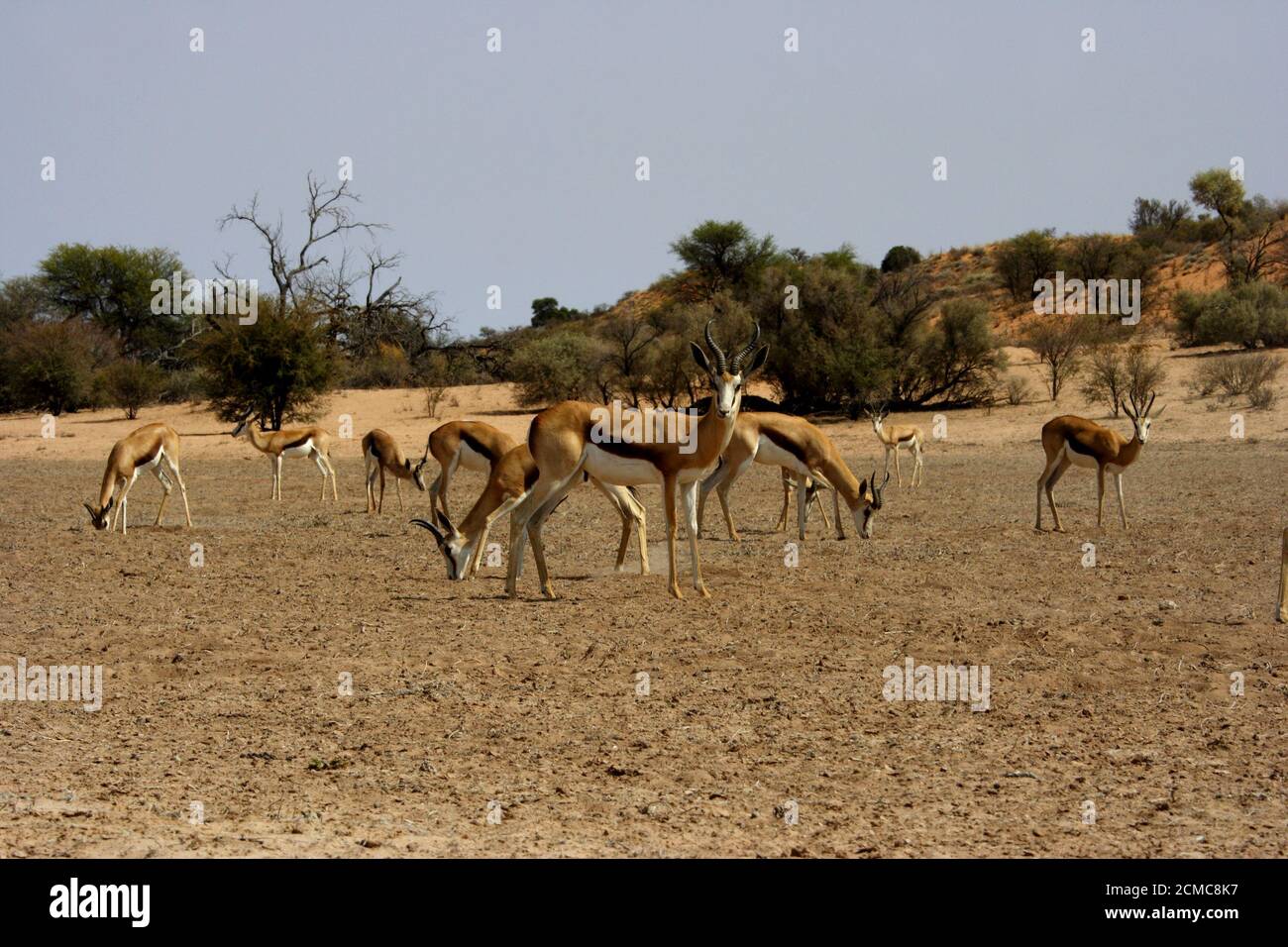 african animals and landscape Stock Photo - Alamy