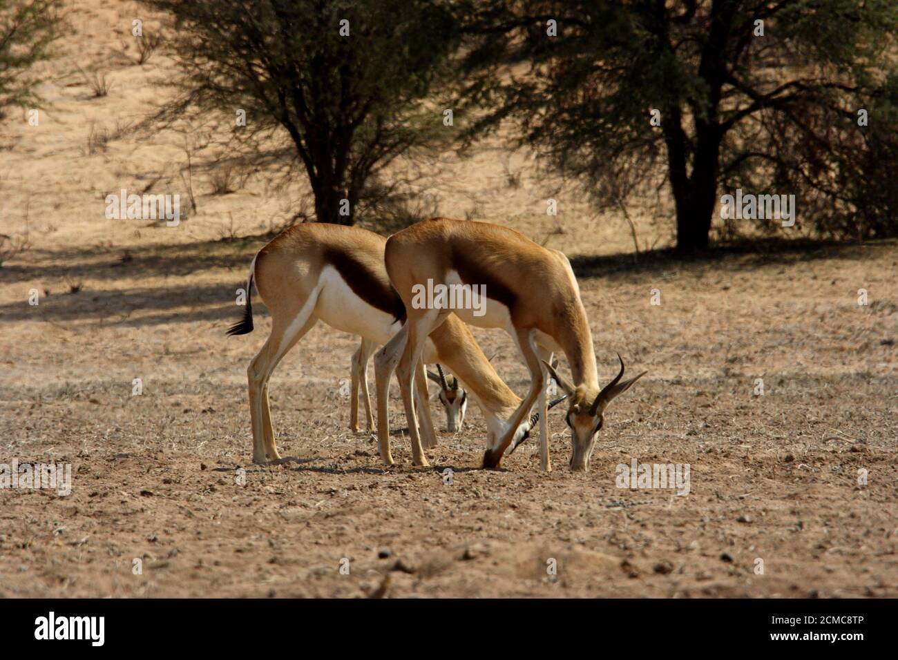 african animals and landscape Stock Photo - Alamy
