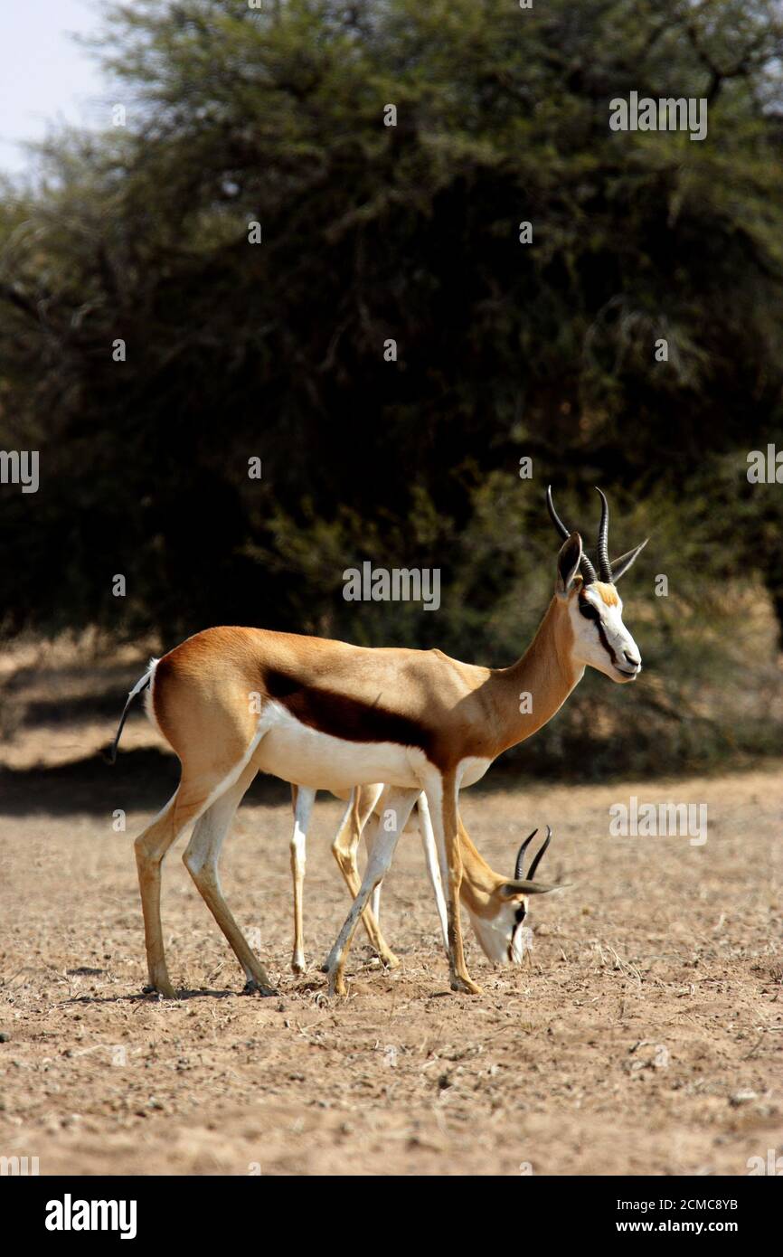 african animals and landscape Stock Photo - Alamy