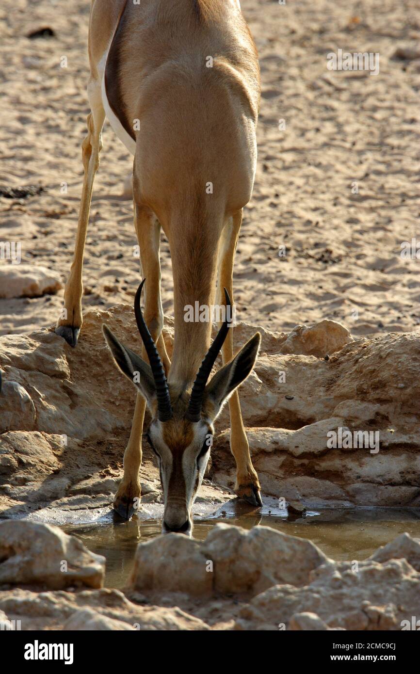 african animals and landscape Stock Photo - Alamy